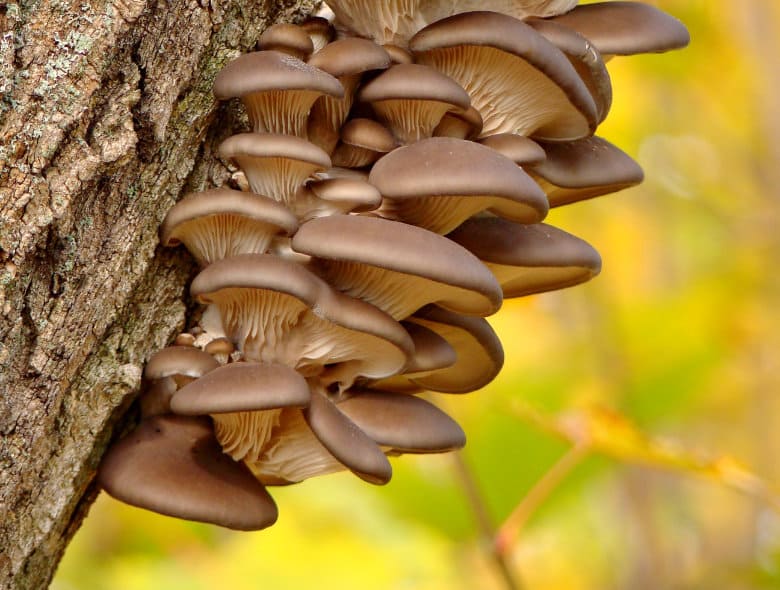 Cogumelos tipo Shimeji - Por que você deveria consumir?